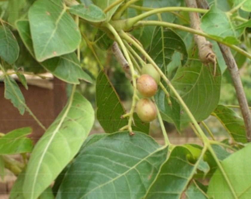 lannea acida pour les reins - Tisanes Africaines +22941426197